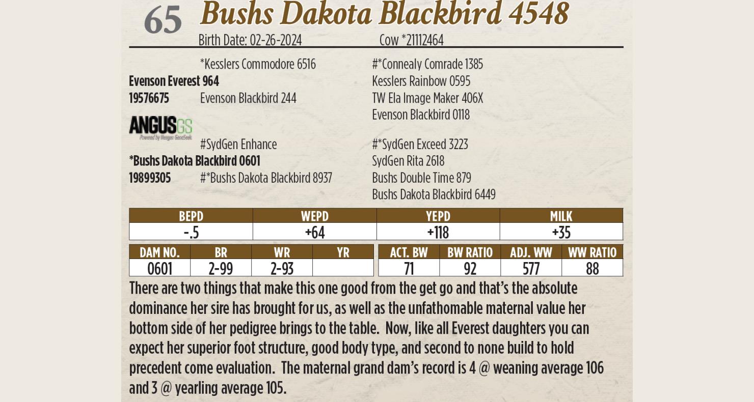 Lot 65: Bush Angus - 51st Annual Angus Bull & Female Sale | DVAuction
