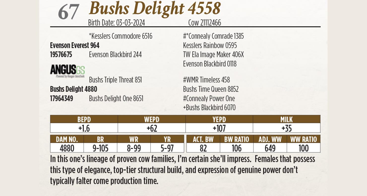 Lot 67: Bush Angus - 51st Annual Angus Bull & Female Sale | DVAuction