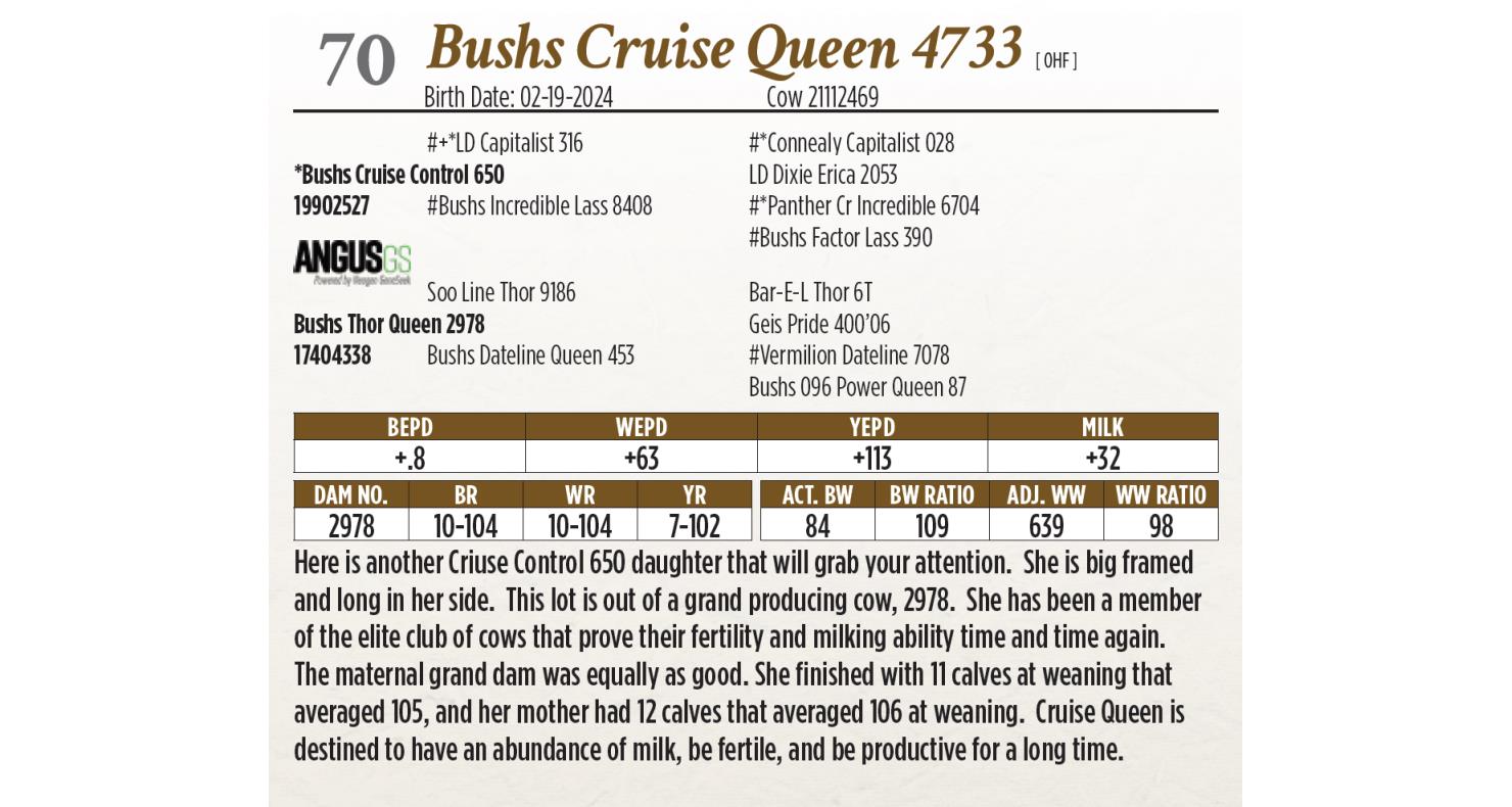 Lot 70: Bush Angus - 51st Annual Angus Bull & Female Sale | DVAuction