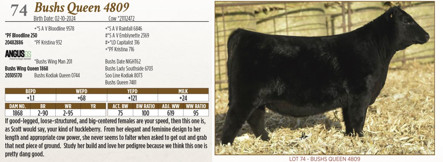 Lot 74: Bush Angus - 51st Annual Angus Bull & Female Sale | DVAuction