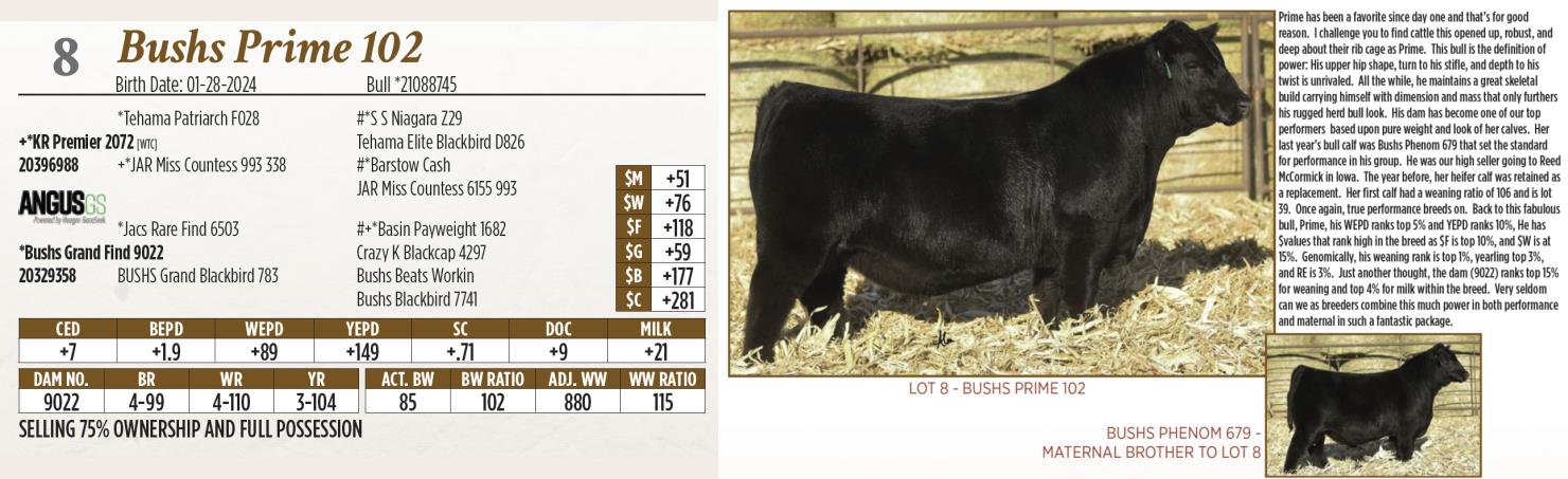 Lot 8: Bush Angus - 51st Annual Angus Bull & Female Sale | DVAuction