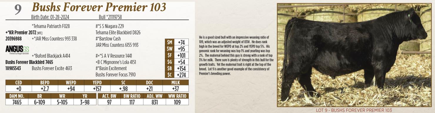 Lot 9: Bush Angus - 51st Annual Angus Bull & Female Sale | DVAuction