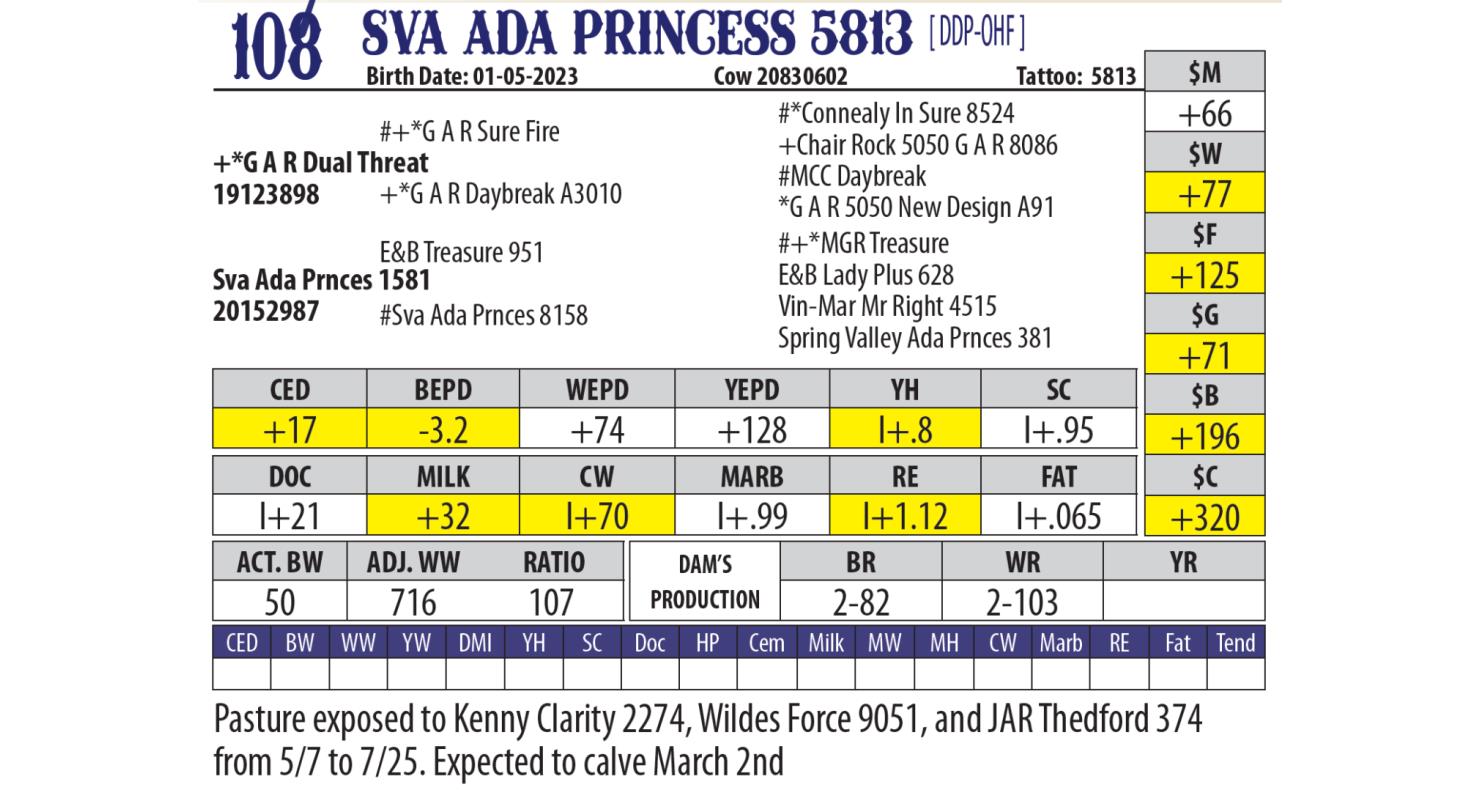 Lot 108: Jallo Angus Ranch - Annual Angus Bull & Female Sale | DVAuction