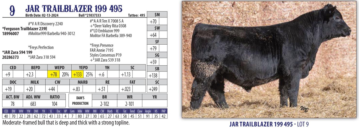 Lot 9: Jallo Angus Ranch - Annual Angus Bull & Female Sale | DVAuction