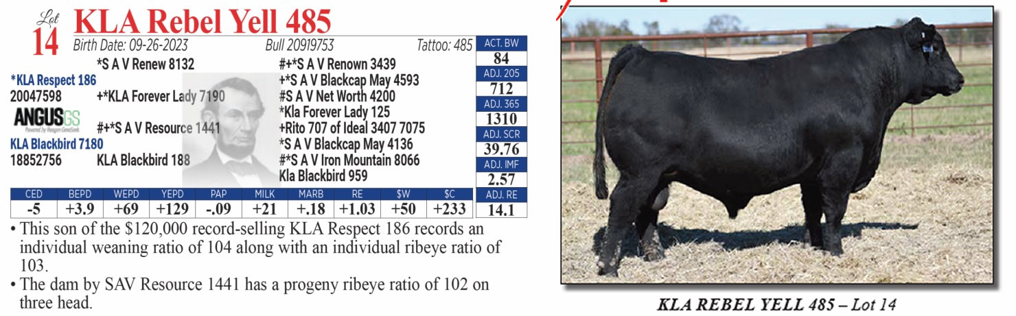 Lot 14: Albrecht/Penz Angus - Bull & Female Sale | DVAuction