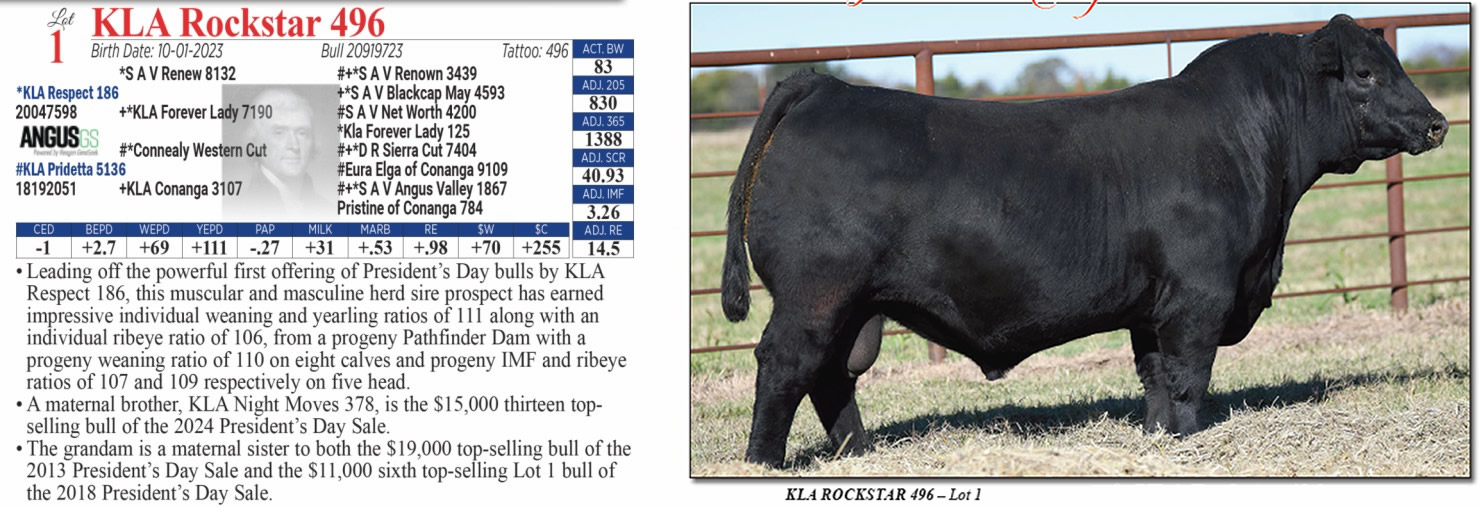 Lot 1: Albrecht/Penz Angus - Bull & Female Sale | DVAuction