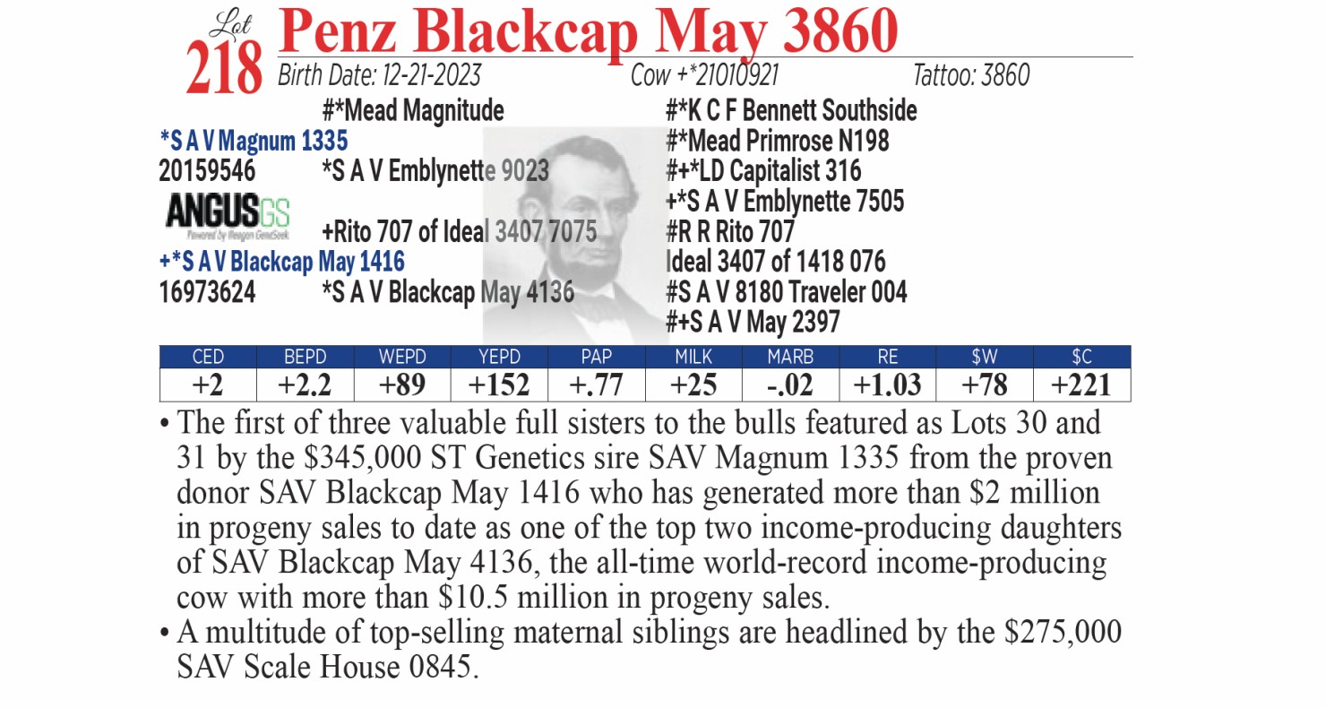 Lot 218: Albrecht/Penz Angus - Bull & Female Sale | DVAuction