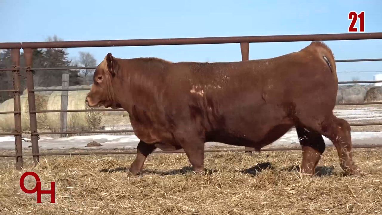 Lot 21: Overmiller Gelbvieh & Red Angus - Annual Bull Sale | DVAuction
