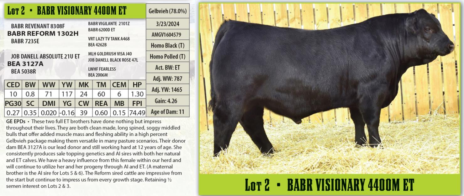 Lot 2: Beastrom Gelbvieh Ranch - 45th Annual Gelbvieh & Balancer Bull ...