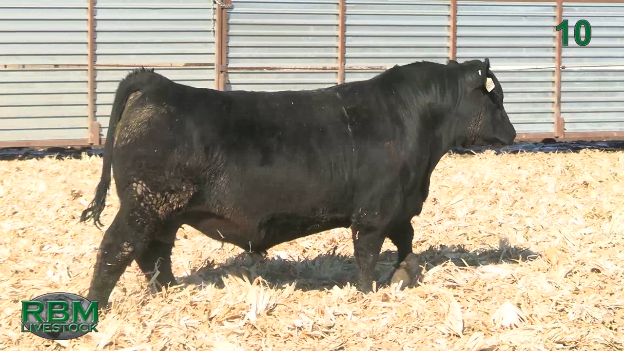 3/9/25 RBM Livestock - Annual Angus & Charolais Bull & Female Sale Video Catalog | DVAuction