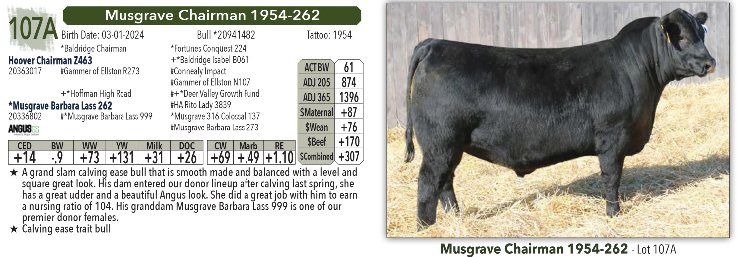 Lot 107a: Musgrave Angus Production Sale | DVAuction