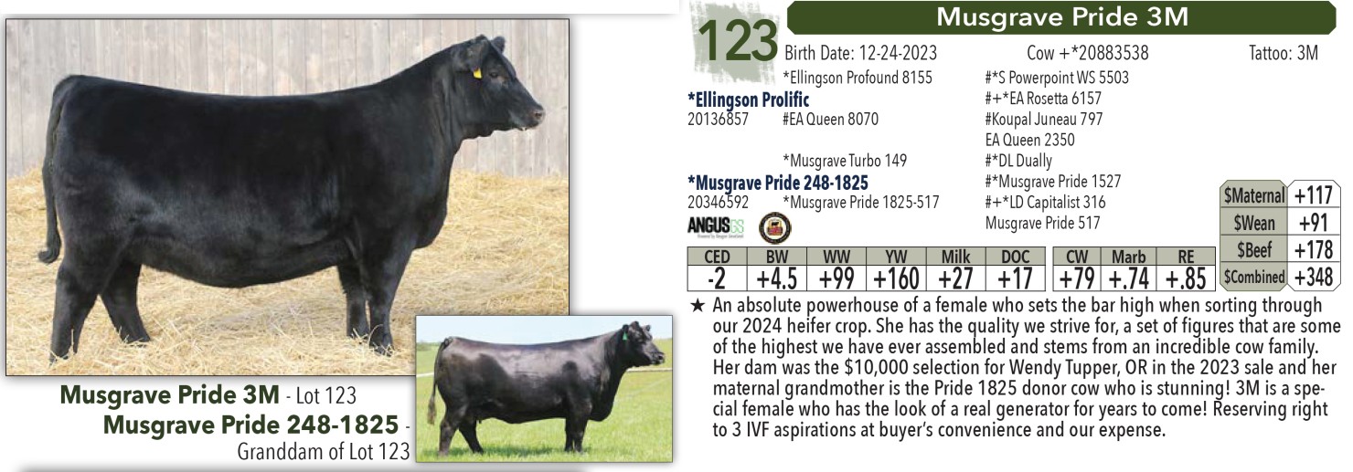 Lot 123: Musgrave Angus Production Sale | DVAuction