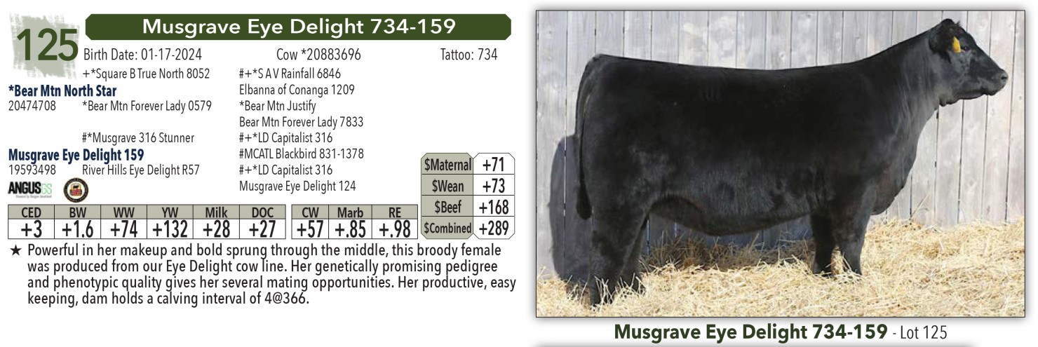 Lot 125: Musgrave Angus Production Sale | DVAuction