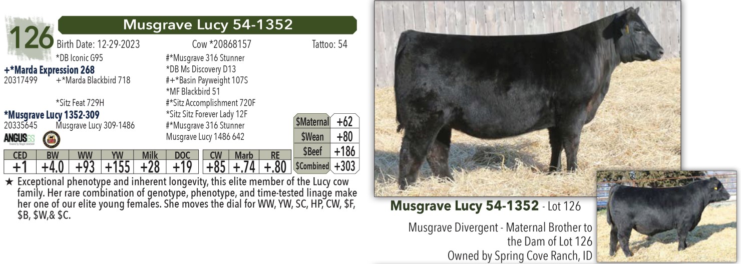 Lot 126: Musgrave Angus Production Sale | DVAuction