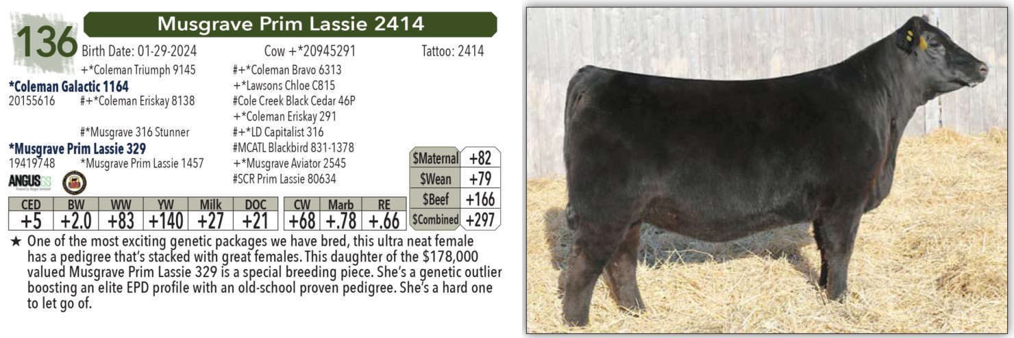 Lot 136: Musgrave Angus Production Sale | DVAuction