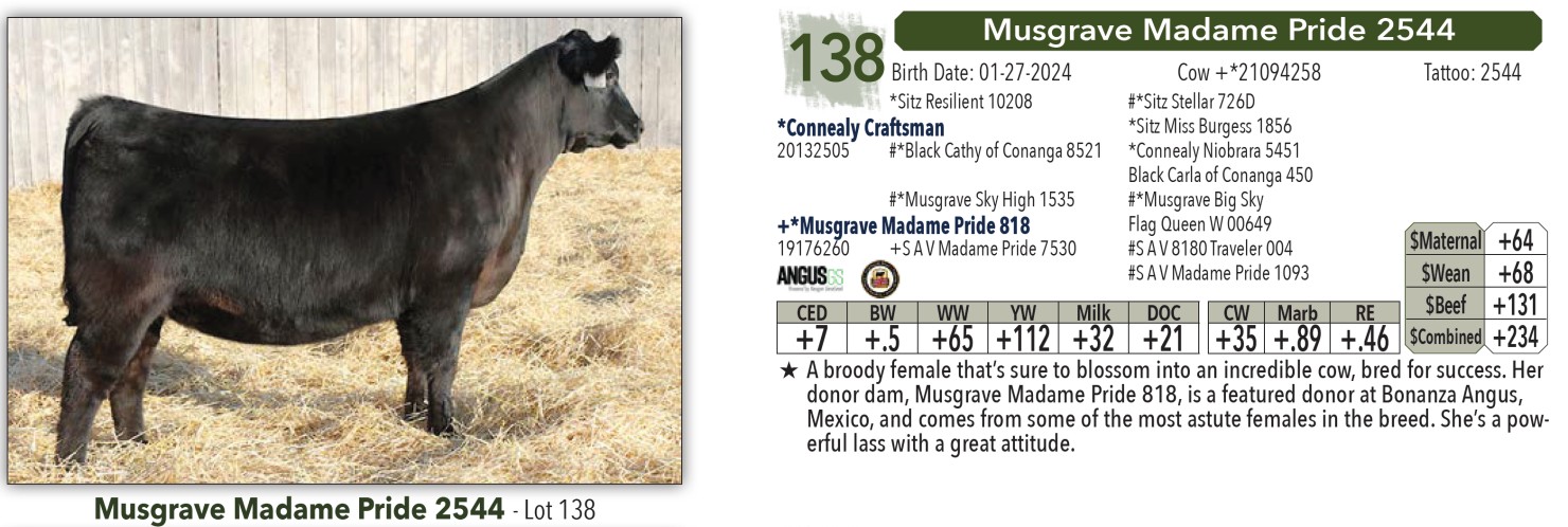 Lot 138: Musgrave Angus Production Sale | DVAuction