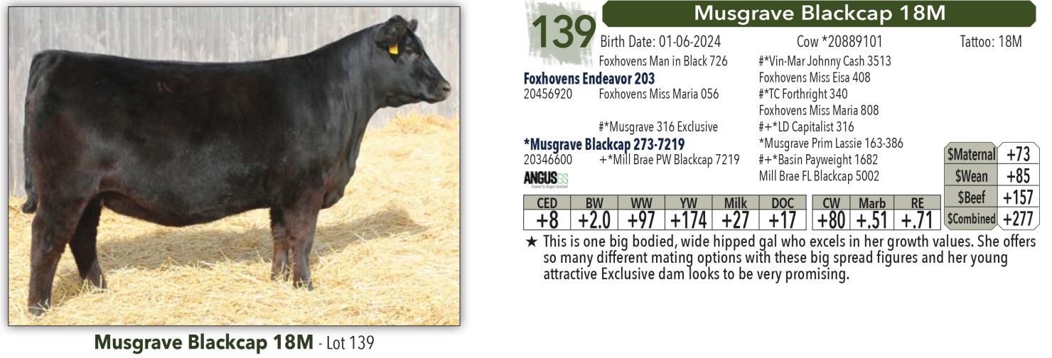 Lot 139: Musgrave Angus Production Sale | DVAuction