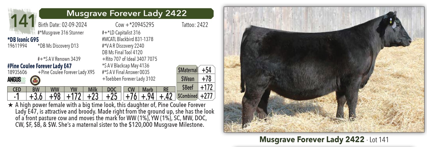 Lot 141: Musgrave Angus Production Sale | DVAuction