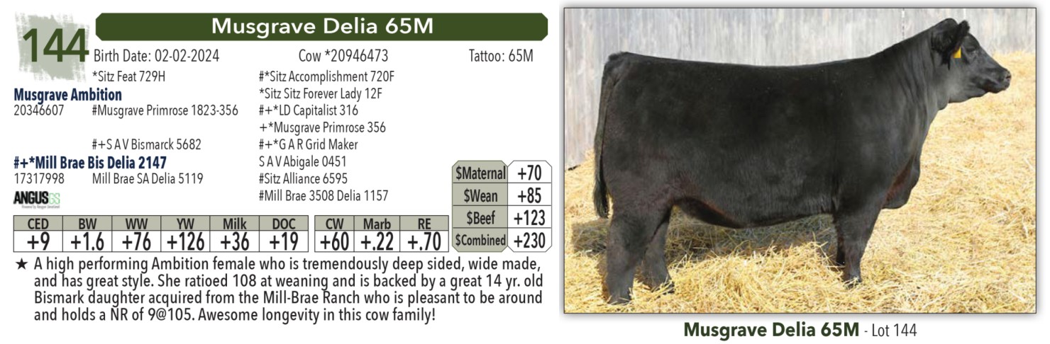 Lot 144: Musgrave Angus Production Sale | DVAuction