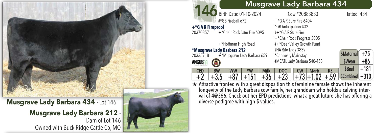 Lot 146: Musgrave Angus Production Sale | DVAuction