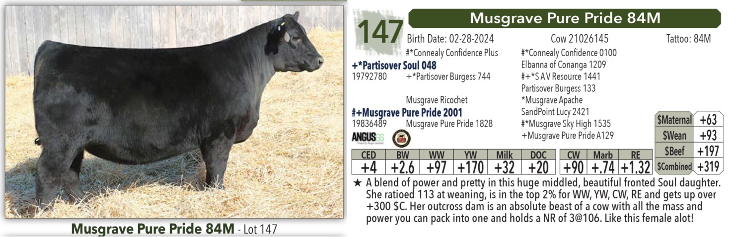 Lot 147: Musgrave Angus Production Sale | DVAuction