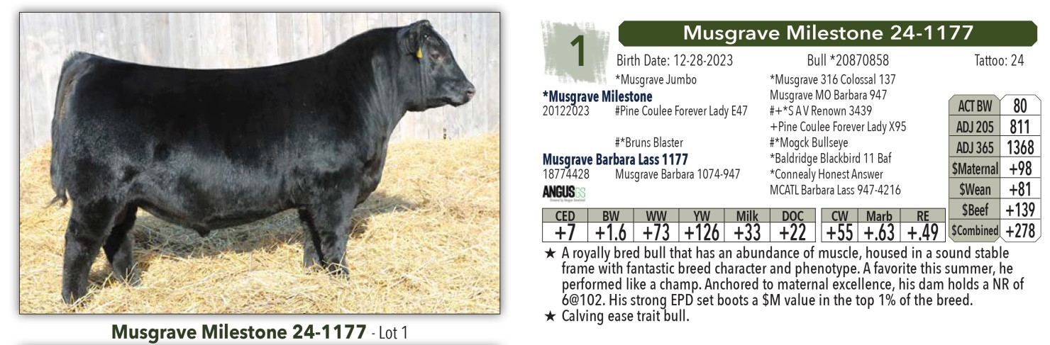 Lot 1: Musgrave Angus Production Sale | DVAuction