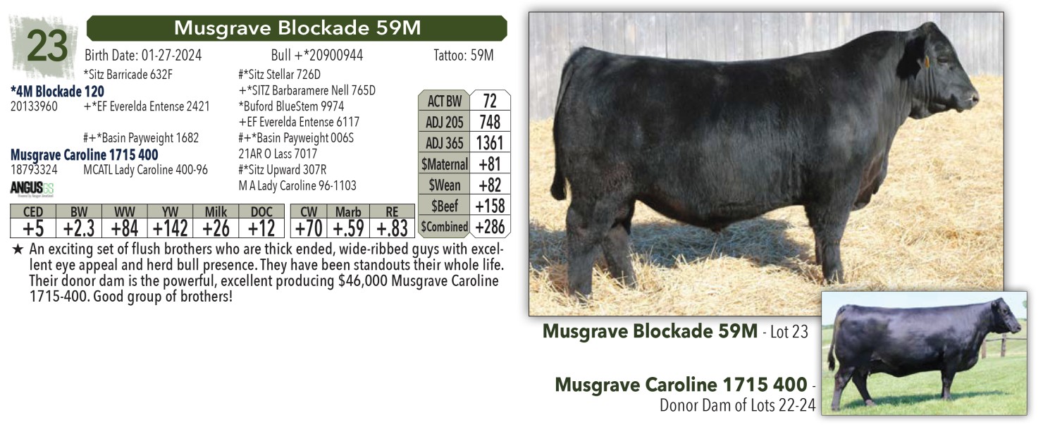 Lot 23: Musgrave Angus Production Sale | DVAuction
