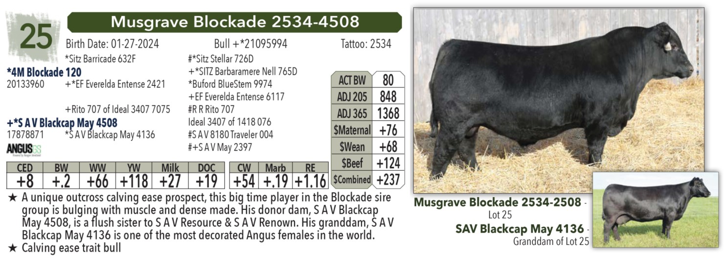 Lot 25: Musgrave Angus Production Sale | DVAuction