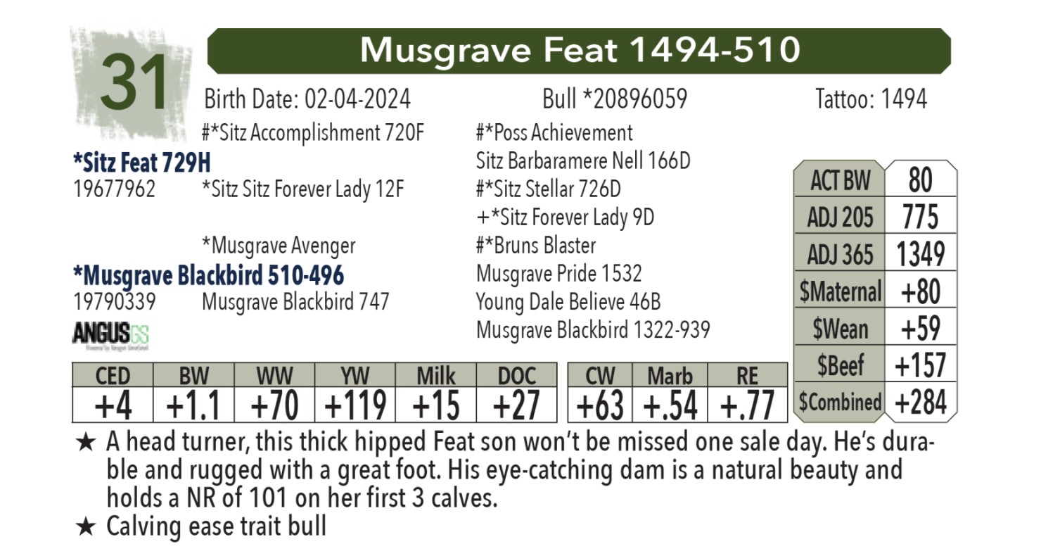 Lot 31: Musgrave Angus Production Sale | DVAuction