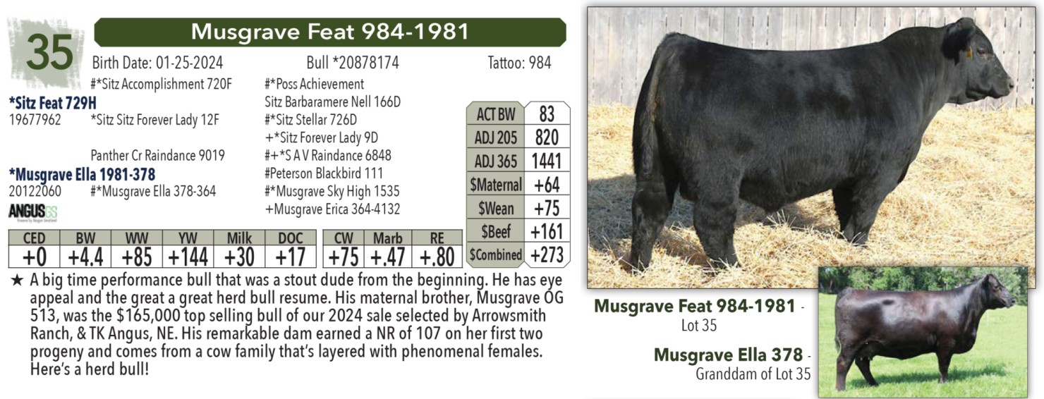 Lot 35: Musgrave Angus Production Sale | DVAuction