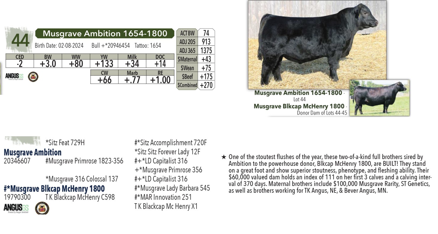 Lot 44: Musgrave Angus Production Sale | DVAuction