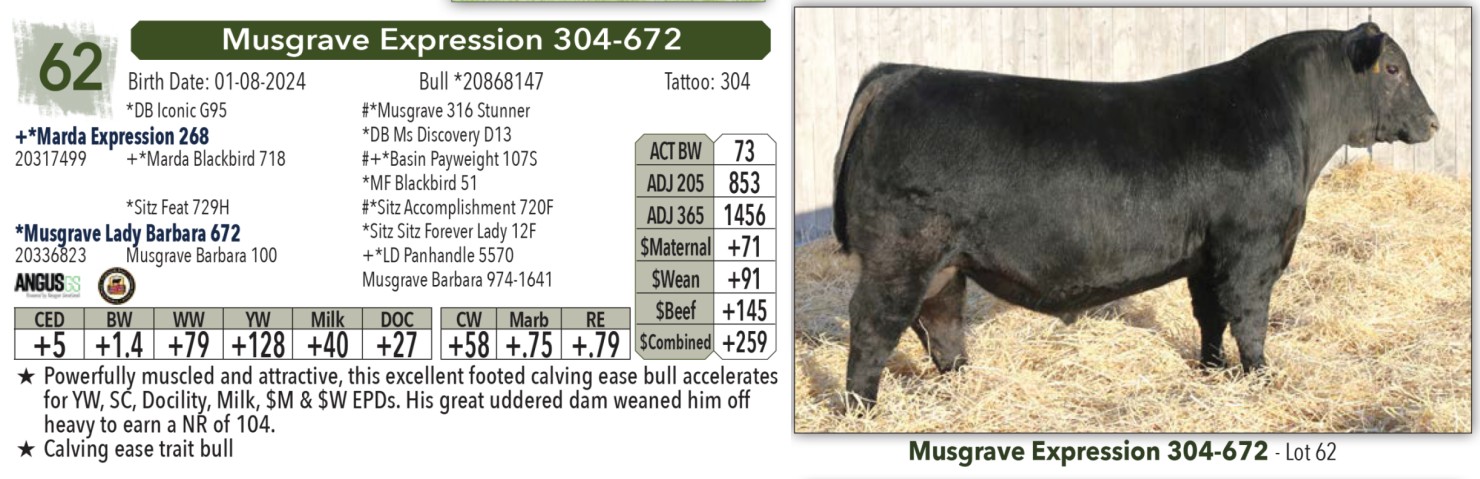 Lot 62: Musgrave Angus Production Sale | DVAuction