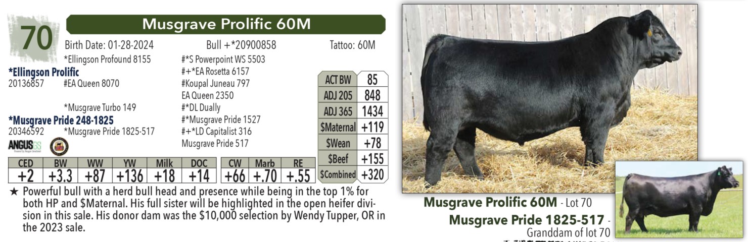 Lot 70: Musgrave Angus Production Sale | DVAuction