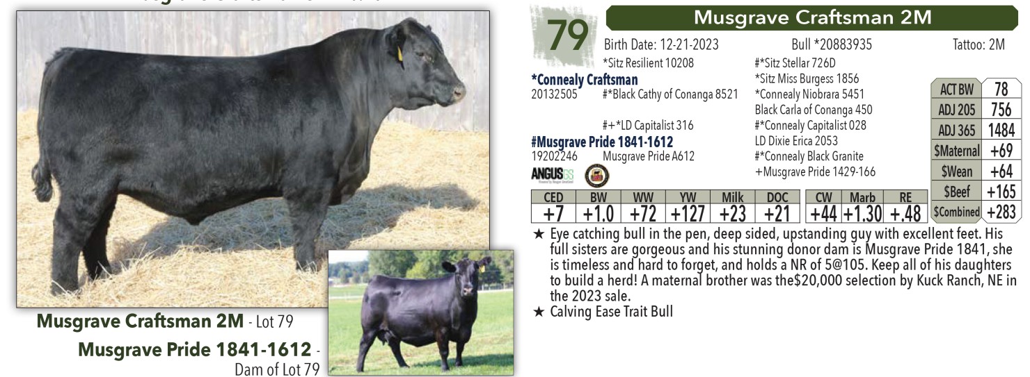 Lot 79: Musgrave Angus Production Sale | DVAuction
