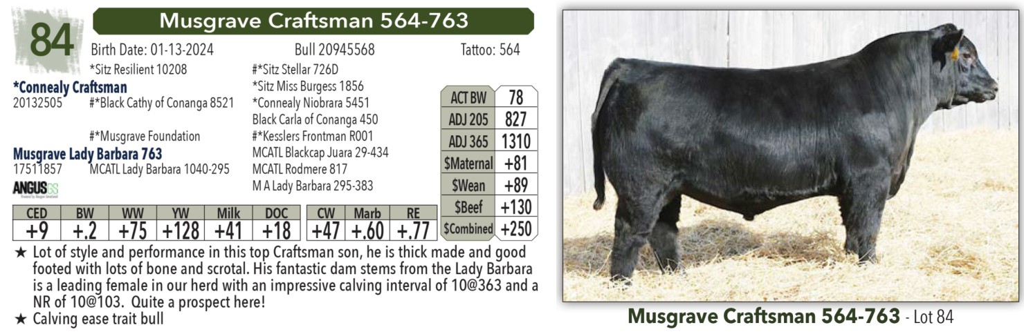 Lot 84: Musgrave Angus Production Sale | DVAuction