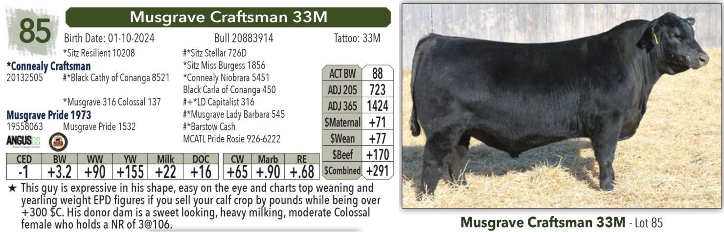 Lot 85: Musgrave Angus Production Sale | DVAuction