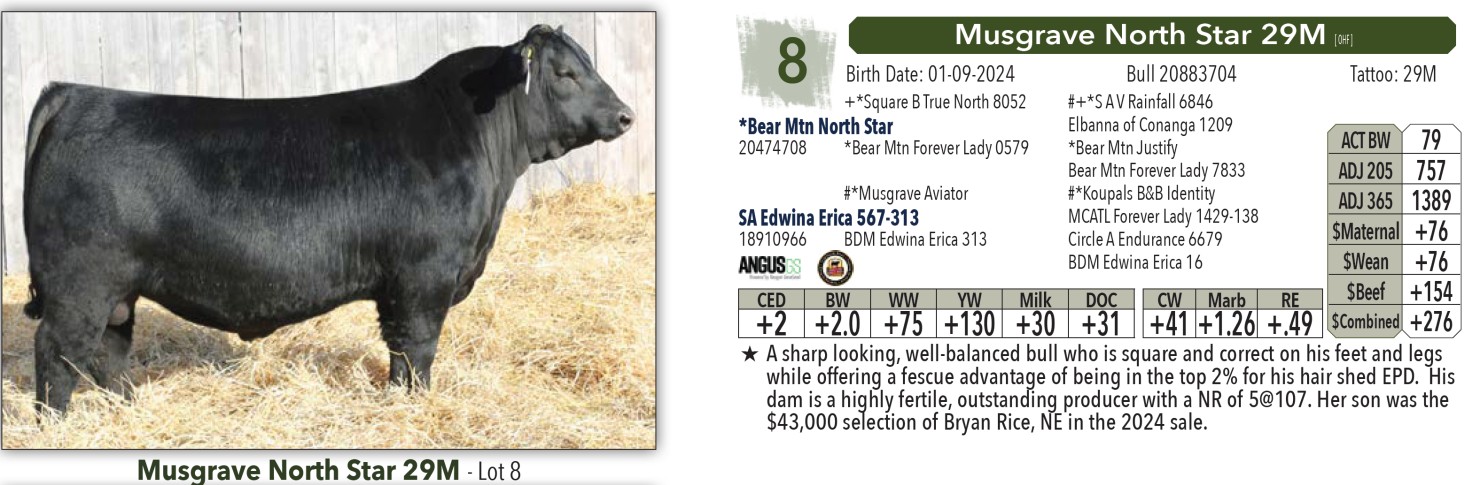 Lot 8: Musgrave Angus Production Sale | DVAuction