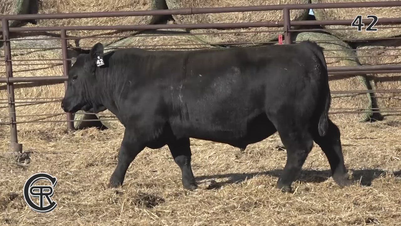 Lot 42: Post Rock Cattle Co - Annual Production Sale | DVAuction