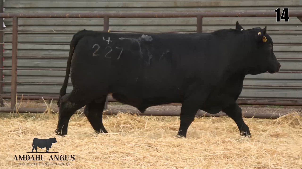 Lot 14: Amdahl Angus - Annual Angus Production Sale | DVAuction