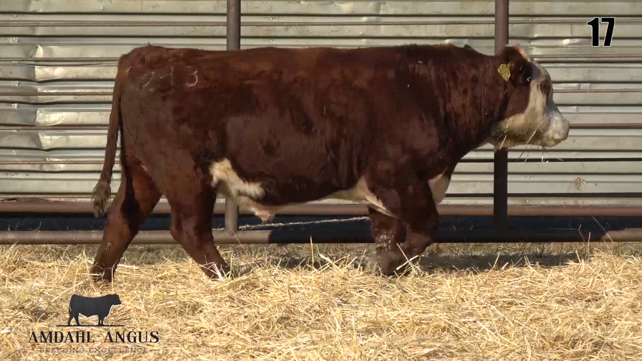 Lot 17: Amdahl Angus - Annual Angus Production Sale | DVAuction