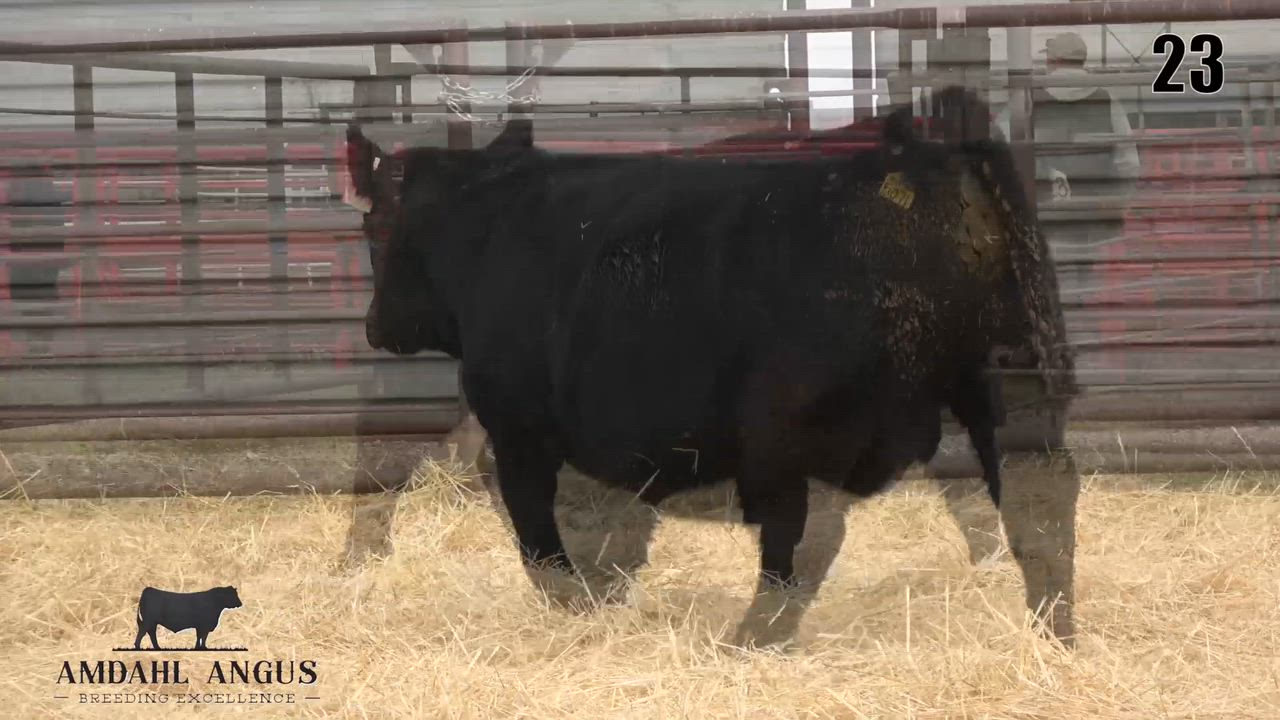 Lot 23: Amdahl Angus - Annual Angus Production Sale | DVAuction