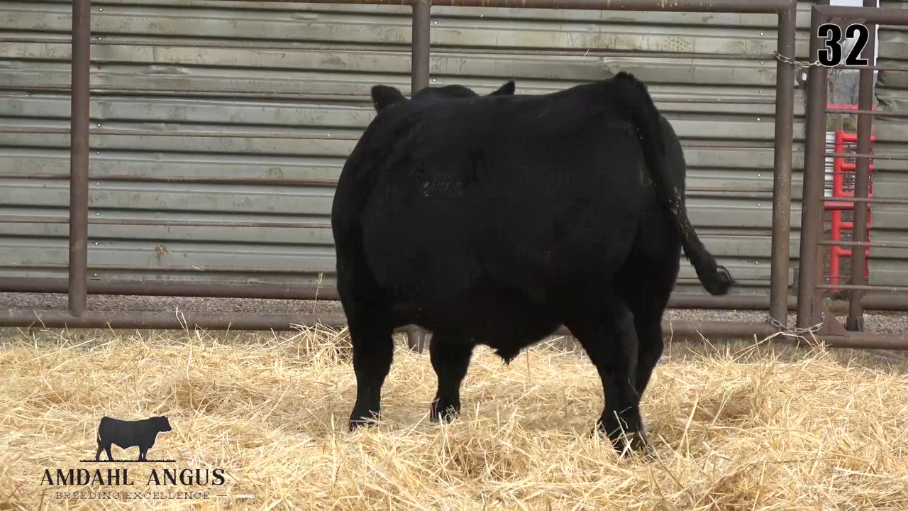 Lot 32: Amdahl Angus - Annual Angus Production Sale | DVAuction
