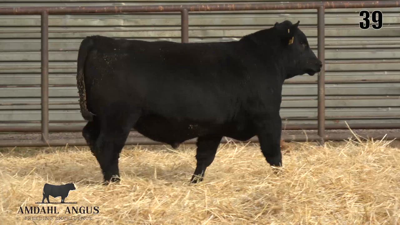 Lot 39: Amdahl Angus - Annual Angus Production Sale | DVAuction
