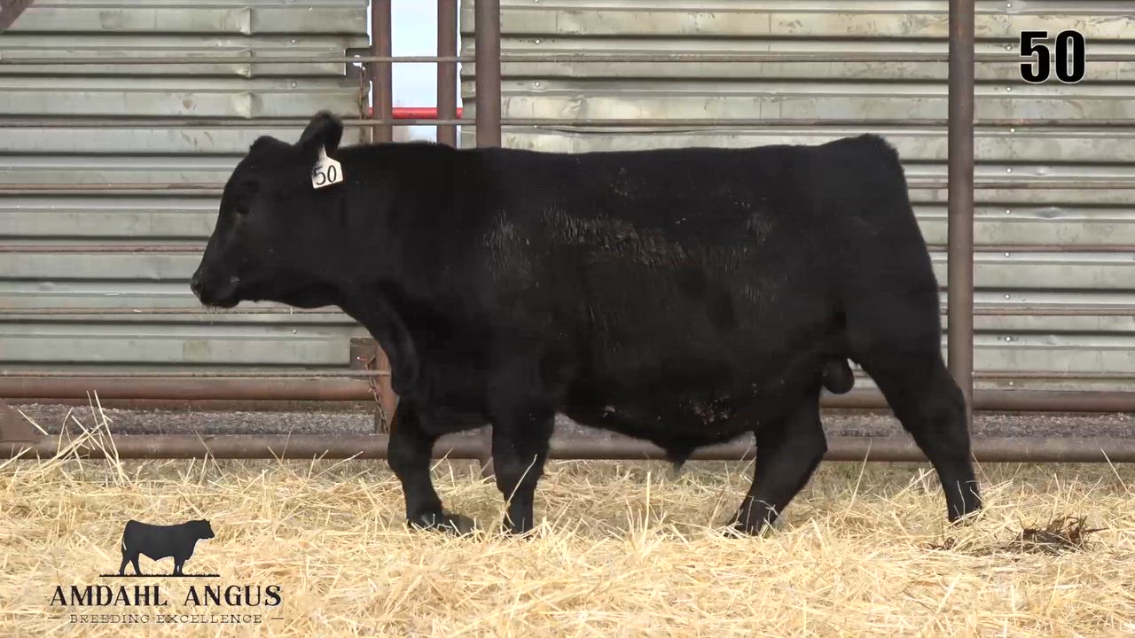 Lot 50: Amdahl Angus - Annual Angus Production Sale | DVAuction