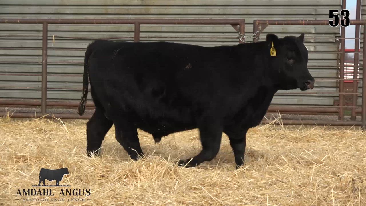 Lot 53: Amdahl Angus - Annual Angus Production Sale | DVAuction