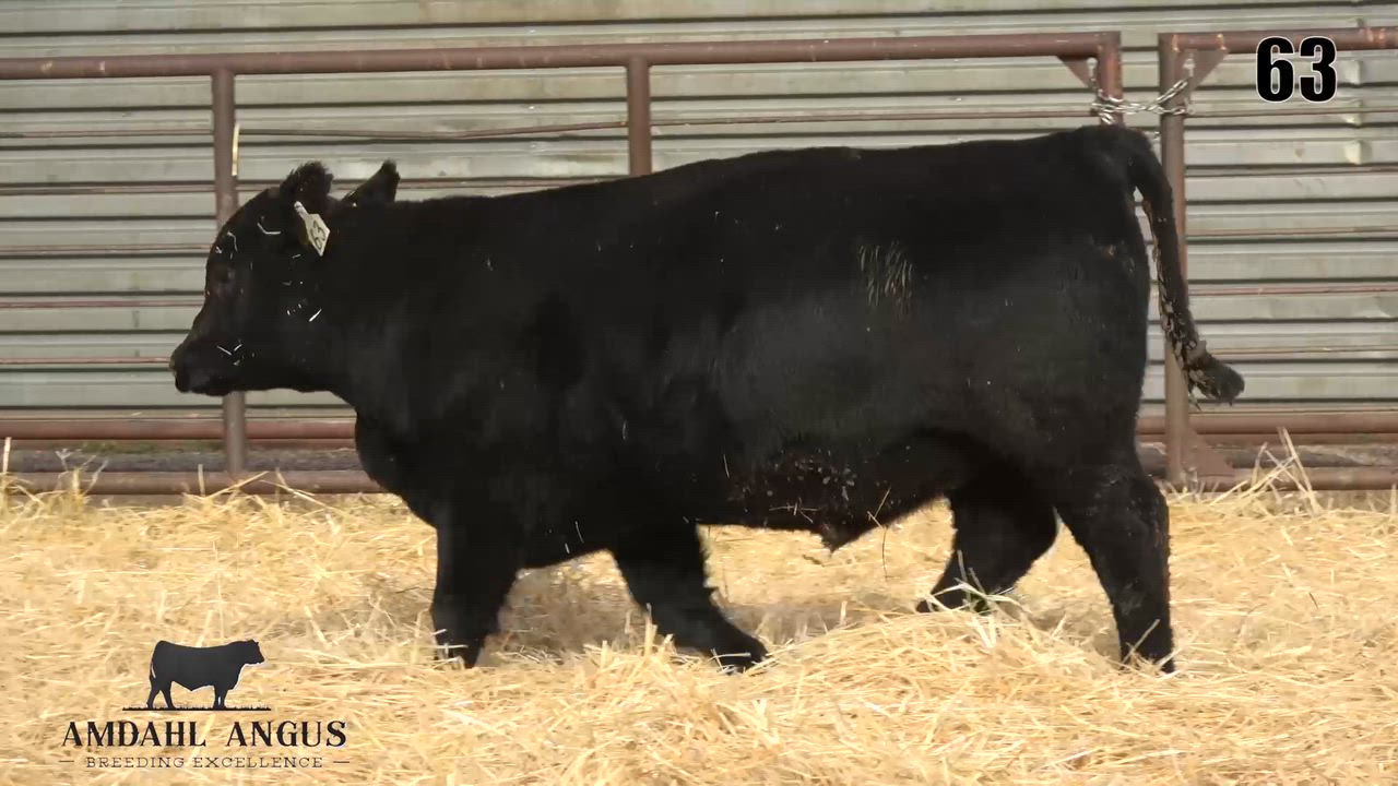 Lot 63: Amdahl Angus - Annual Angus Production Sale | DVAuction