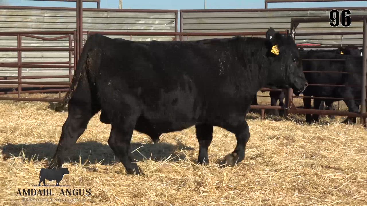 Lot 96: Amdahl Angus - Annual Angus Production Sale | DVAuction