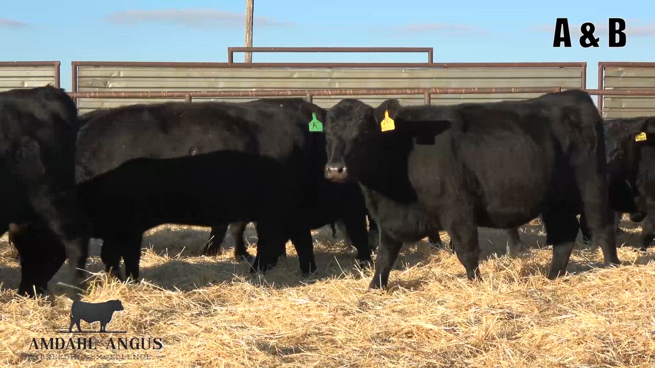 Lot a: Amdahl Angus - Annual Angus Production Sale | DVAuction
