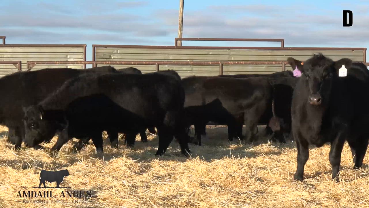 Lot d: Amdahl Angus - Annual Angus Production Sale | DVAuction
