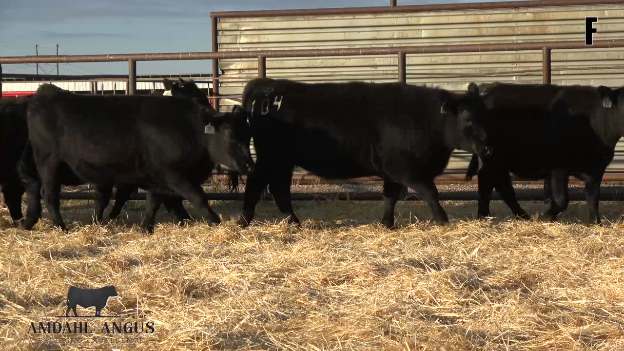 Lot f: Amdahl Angus - Annual Angus Production Sale | DVAuction